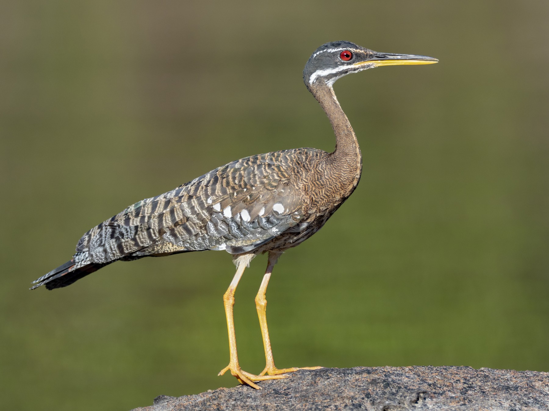 Sunbittern - eBird