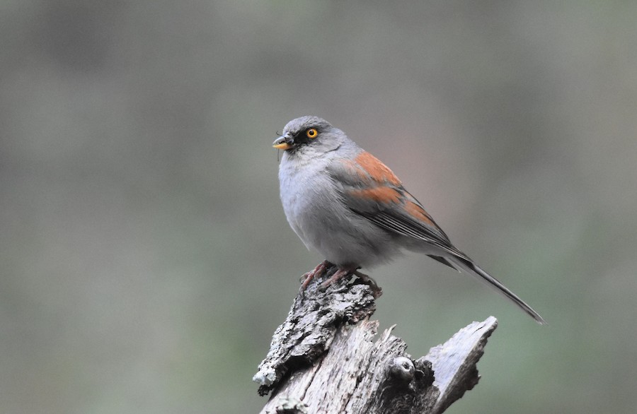 Junco Ojilumbre (phaeonotus/palliatus) - eBird