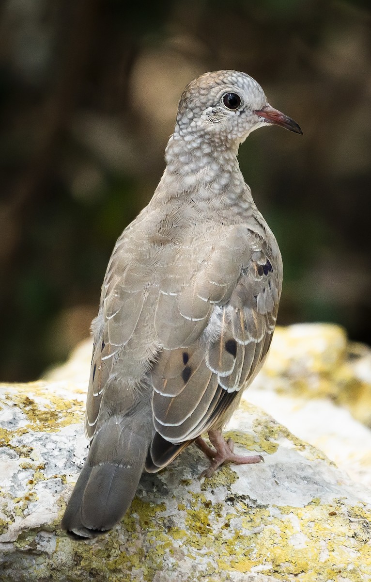 eBird Checklist - 21 Jun 2020 - Kickapoo Caverns SP (Kinney Co.) - 34 ...