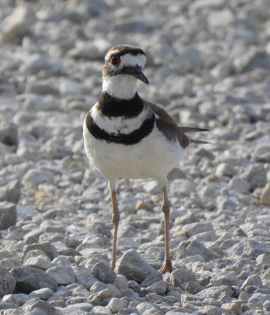 eBird Checklist - 21 Jun 2020 - Midewin Natl Tallgrass Prairie ...