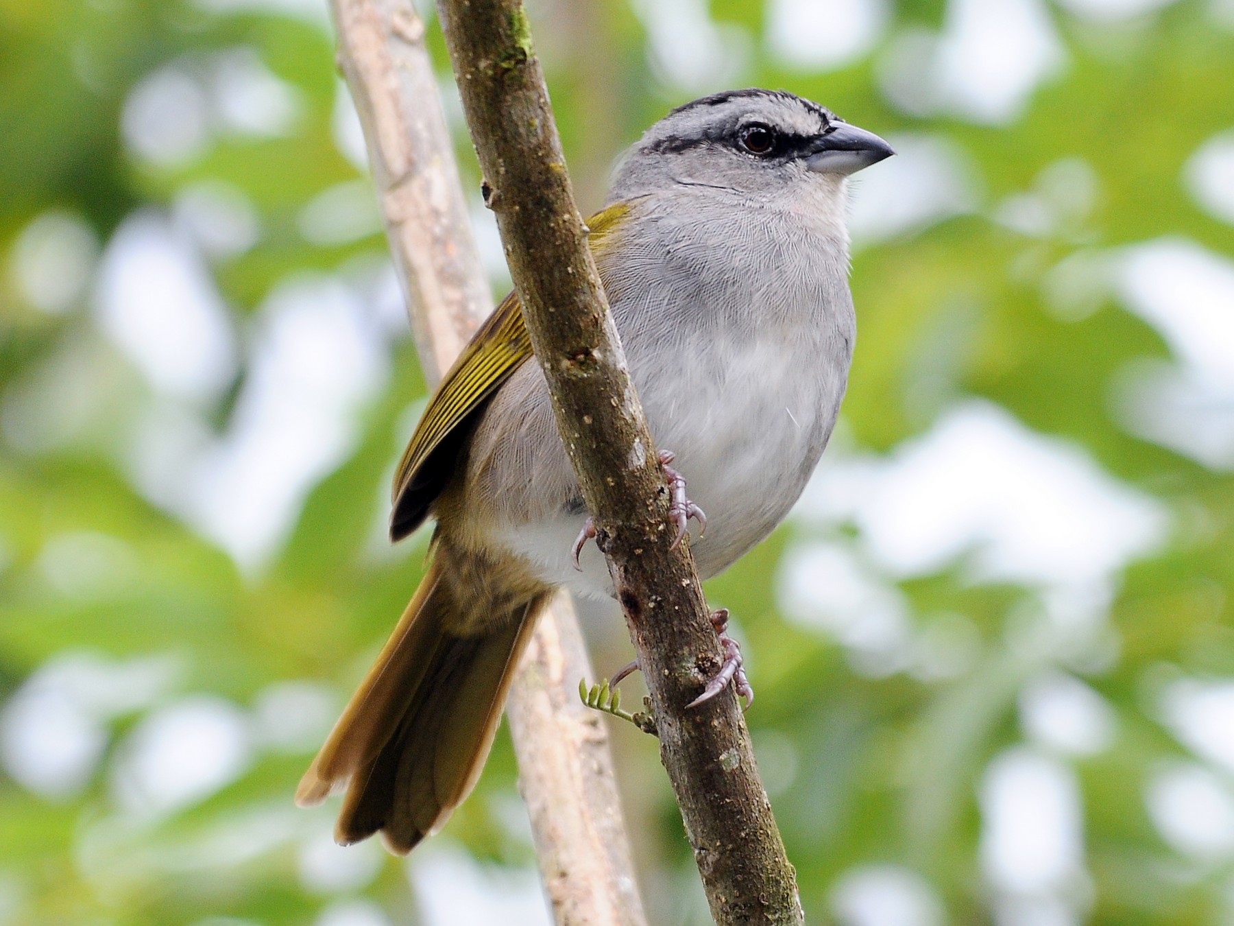 Black-striped Sparrow - eBird