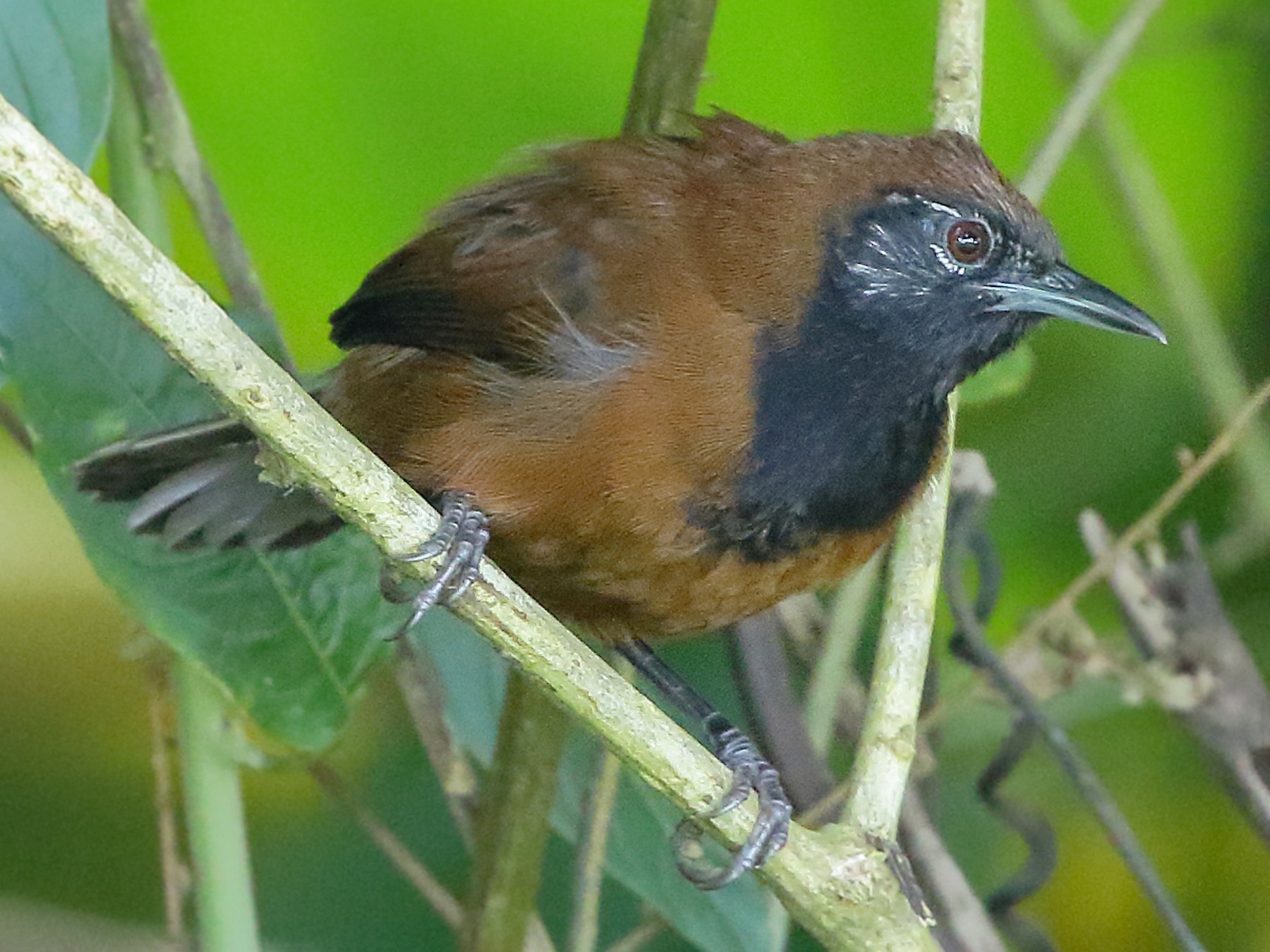 Black-throated Wren - eBird