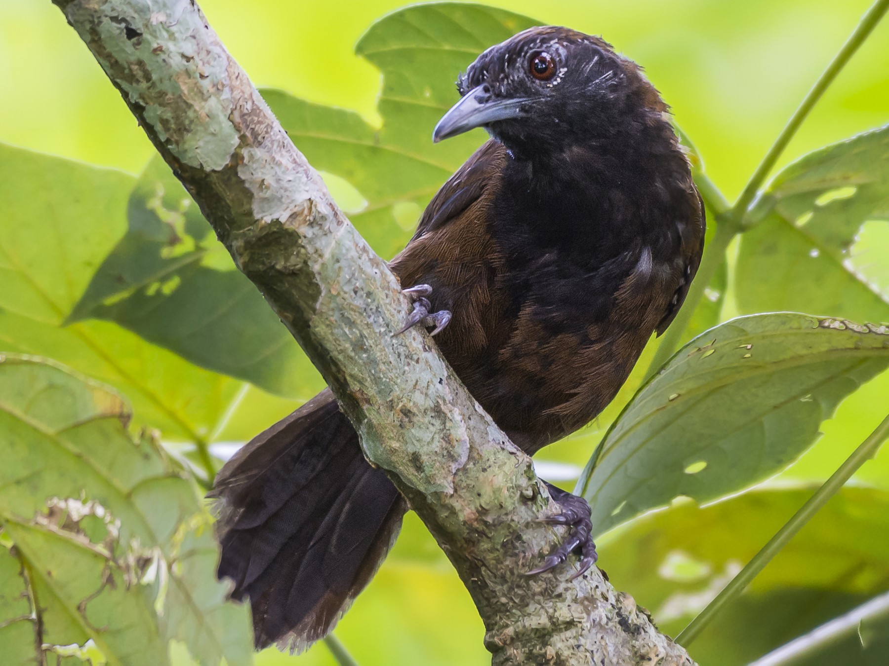 Black-throated Wren - eBird