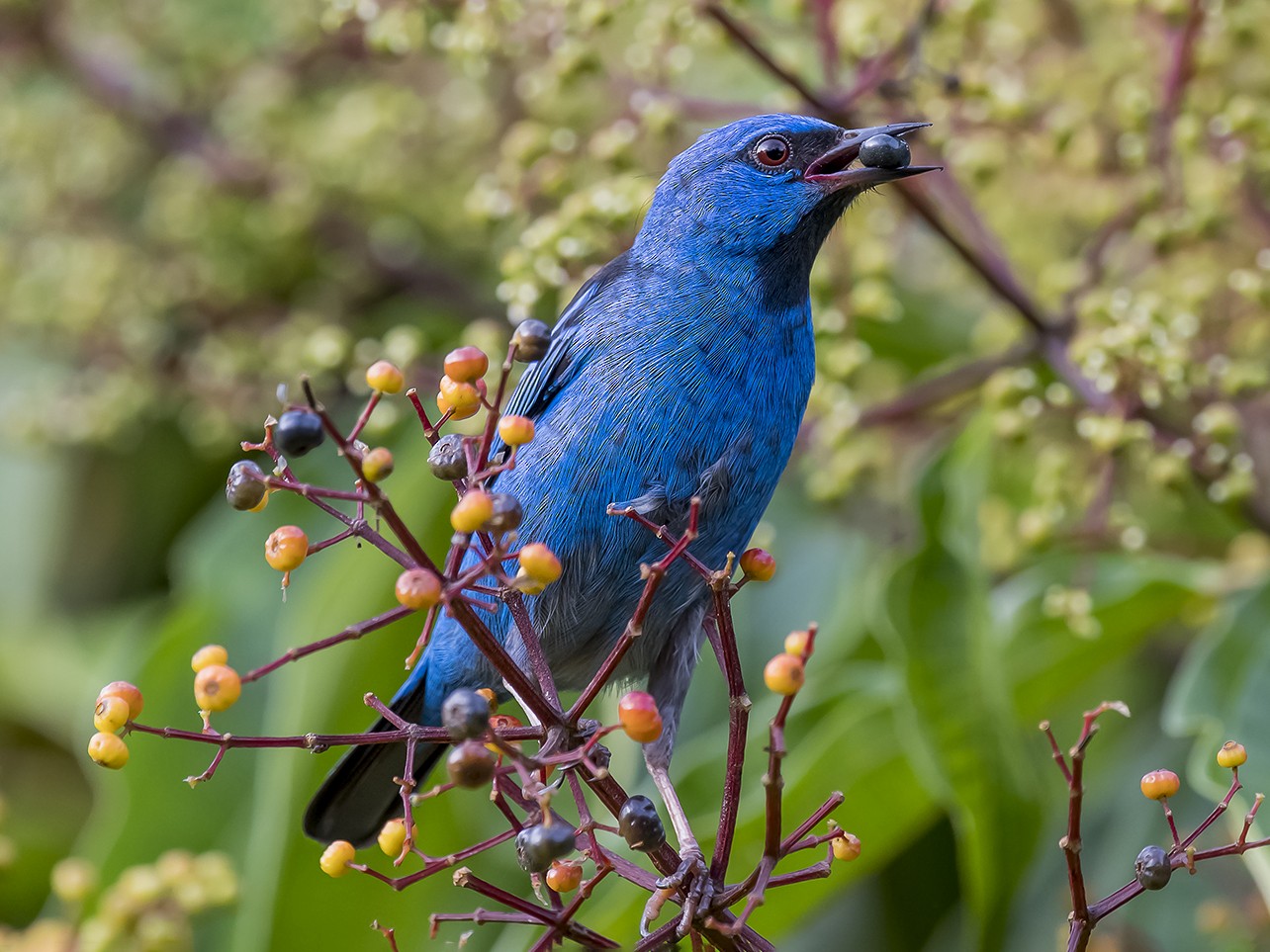 Blue Dacnis - eBird