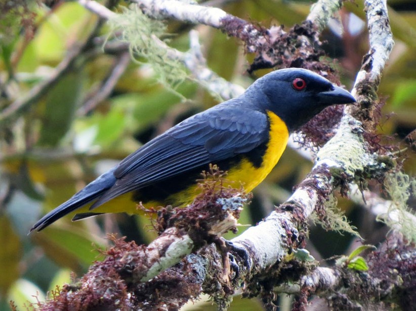 Blue-and-gold Tanager - eBird