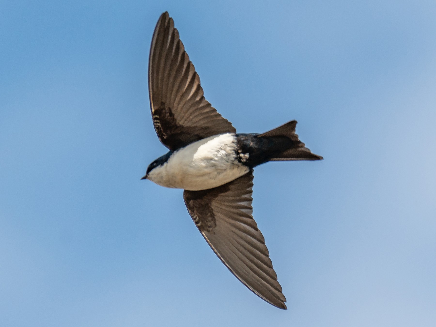Blue-and-white Swallow - eBird