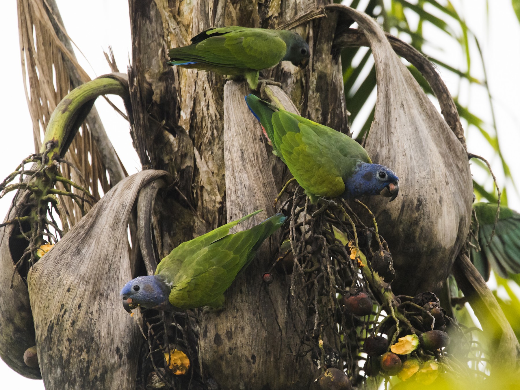 Blue-headed Parrot - eBird