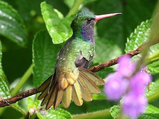 Blue-throated Sapphire - eBird