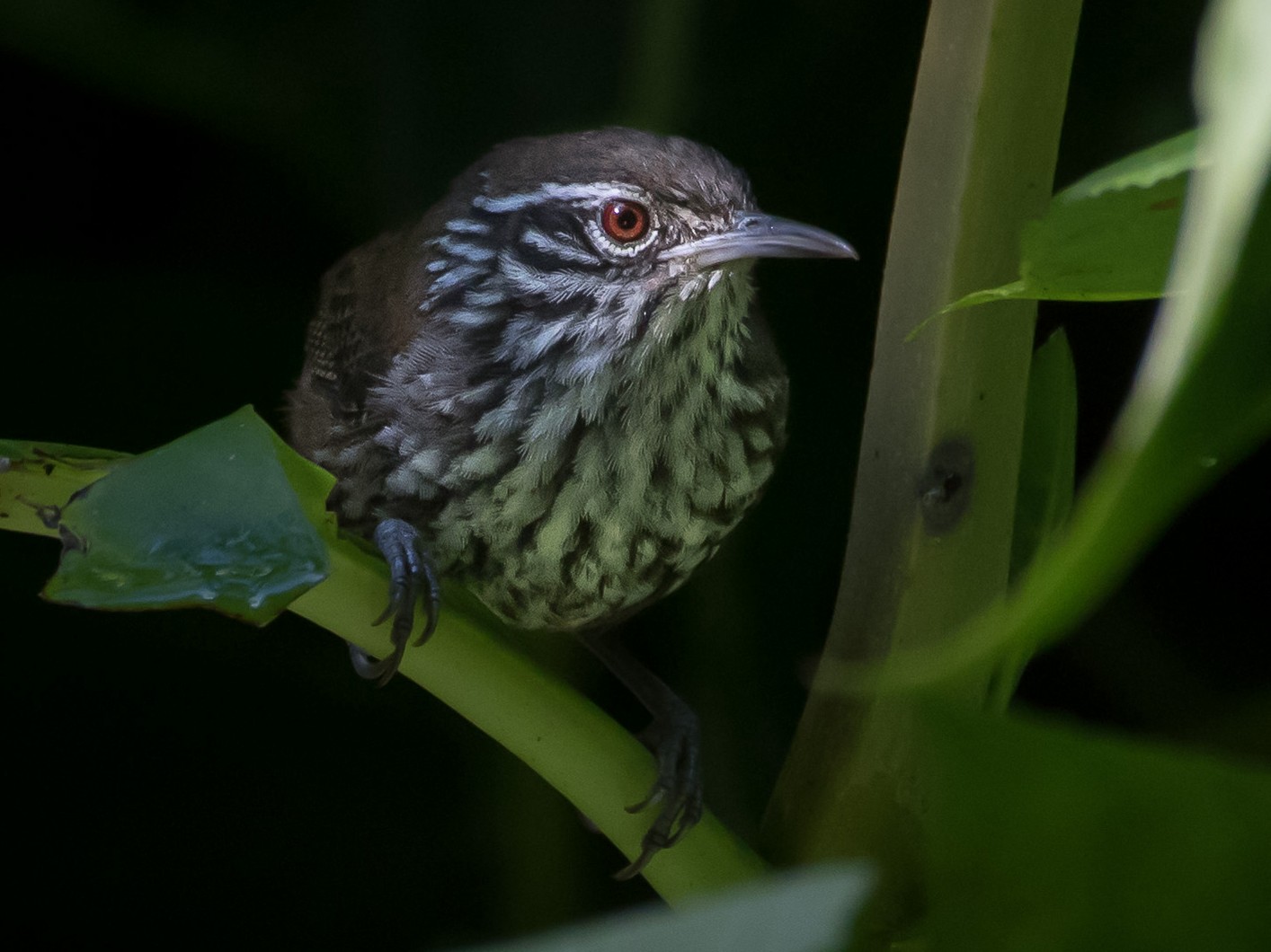 Stripe-breasted Wren - eBird