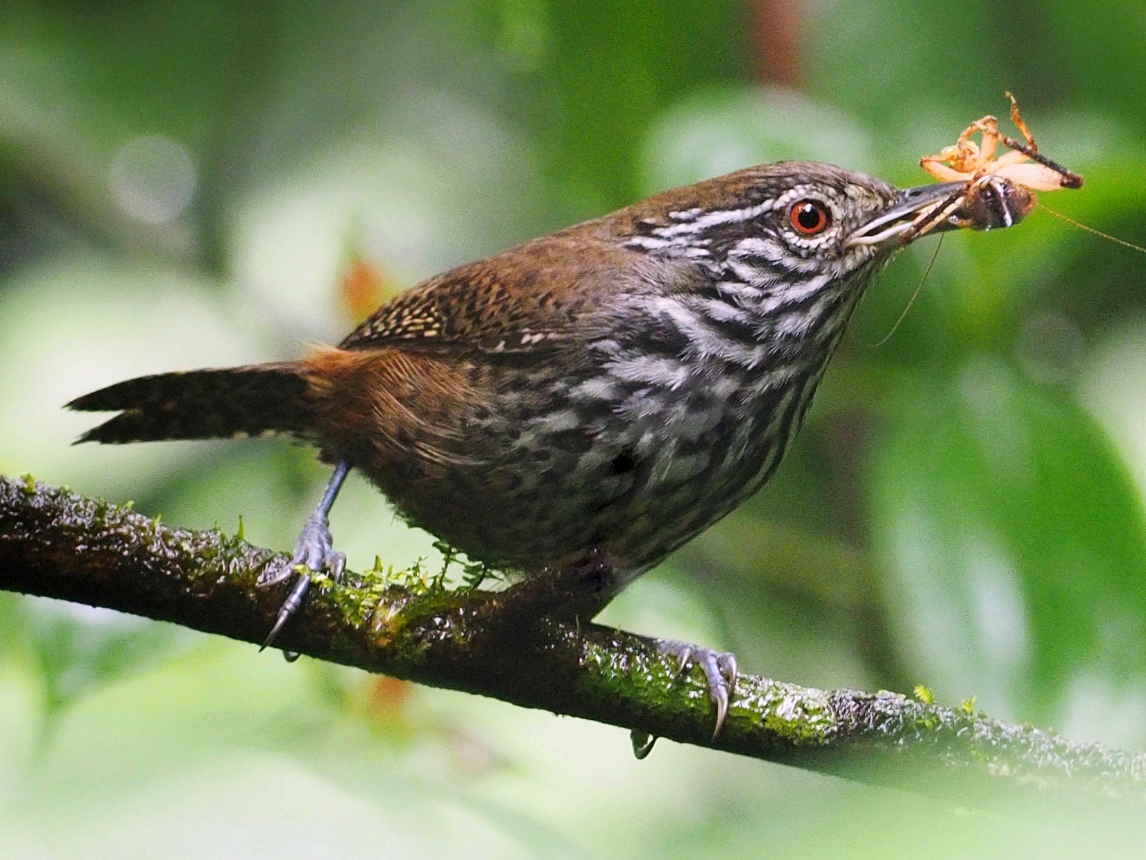 Stripe-breasted Wren - eBird