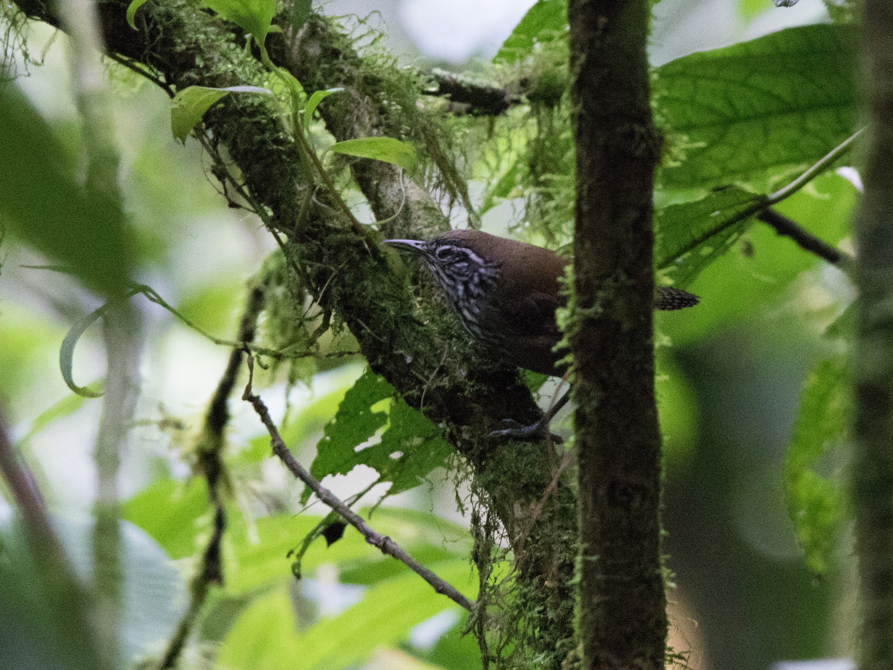 Stripe-breasted Wren - eBird