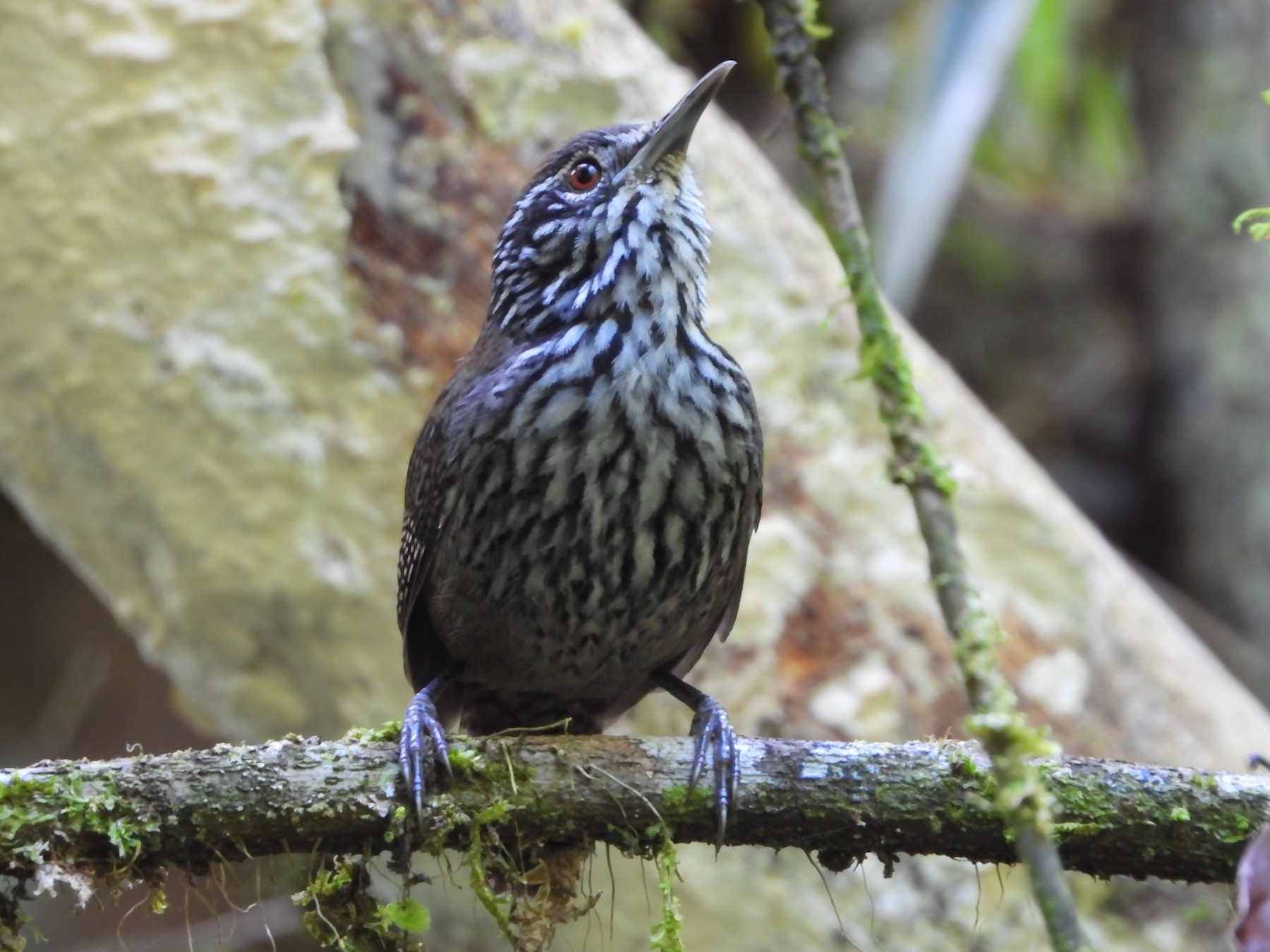 Stripe-breasted Wren - eBird