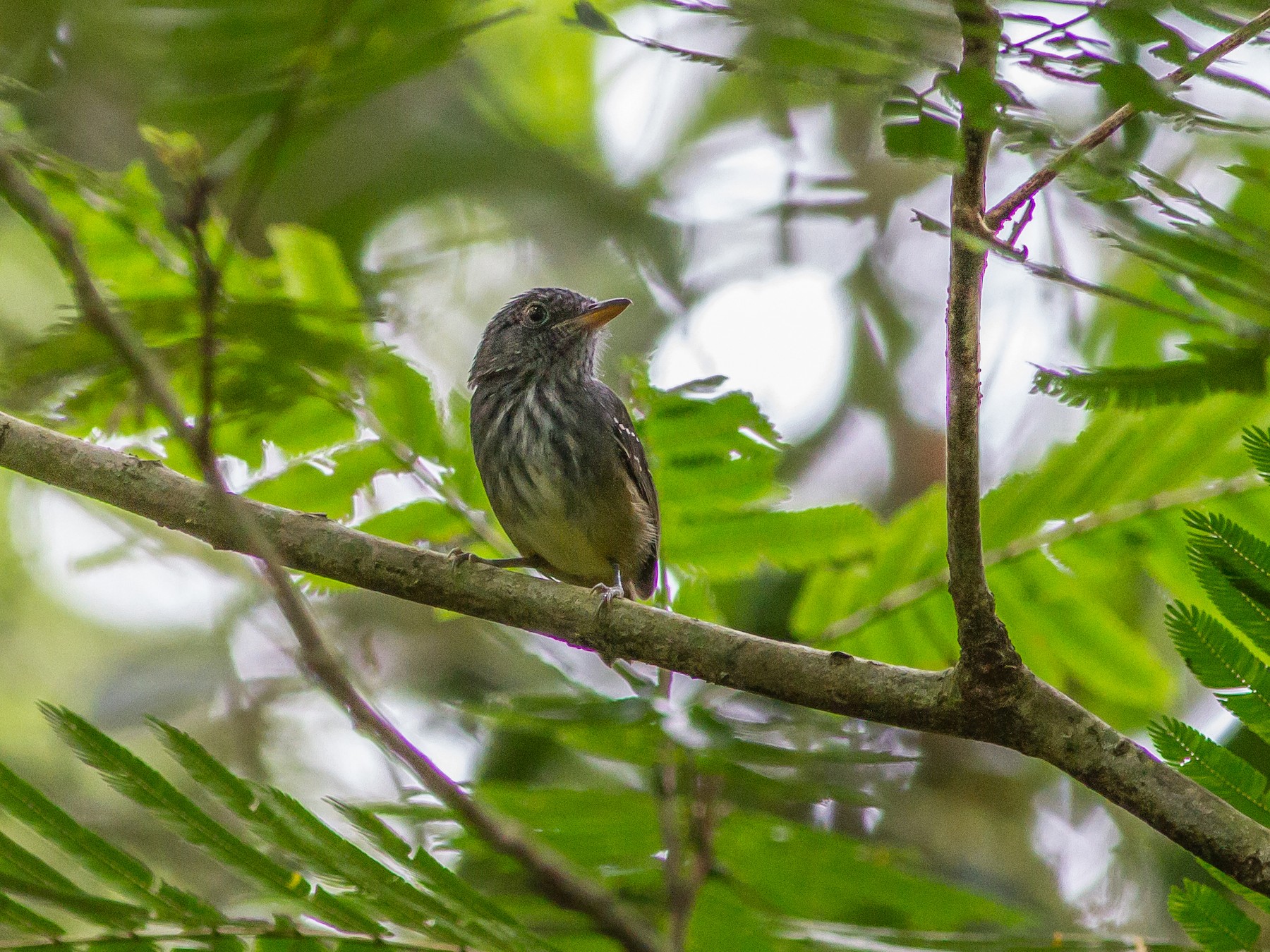 Streak-crowned Antvireo - eBird