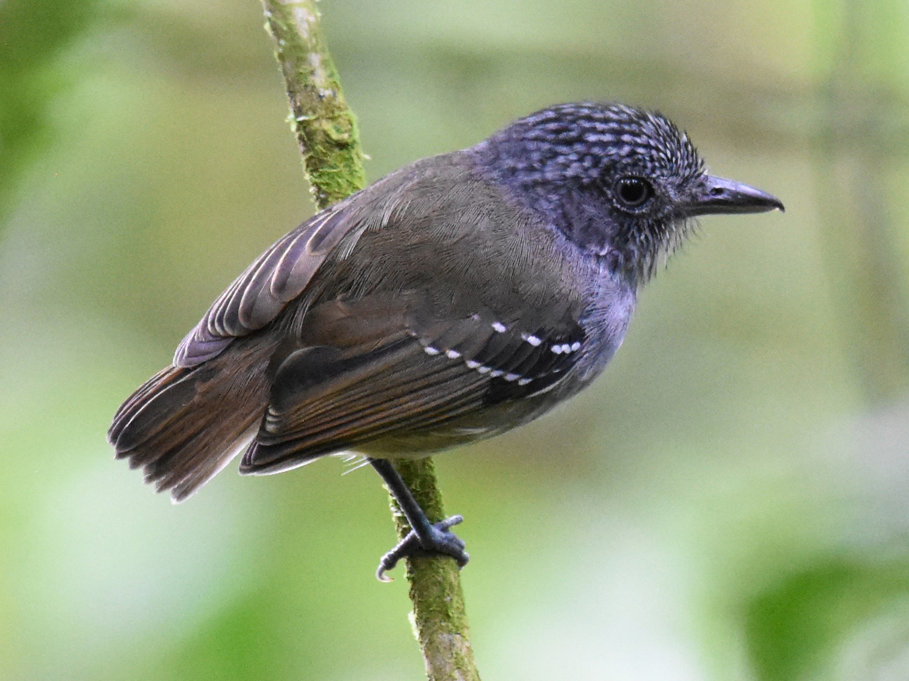 Streak-crowned Antvireo - eBird