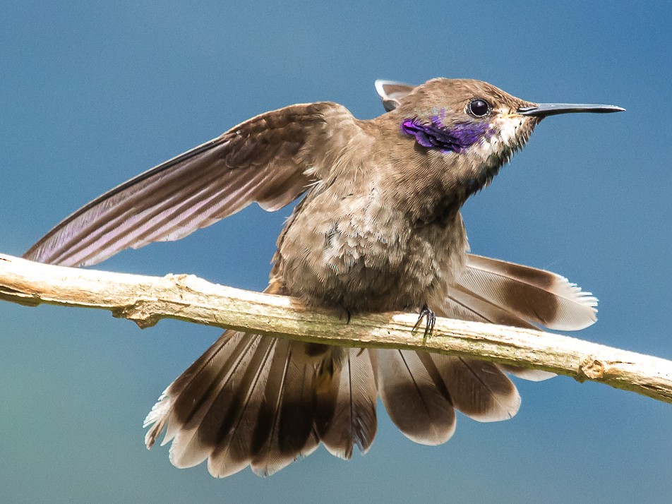 Colibri de Delphine - eBird