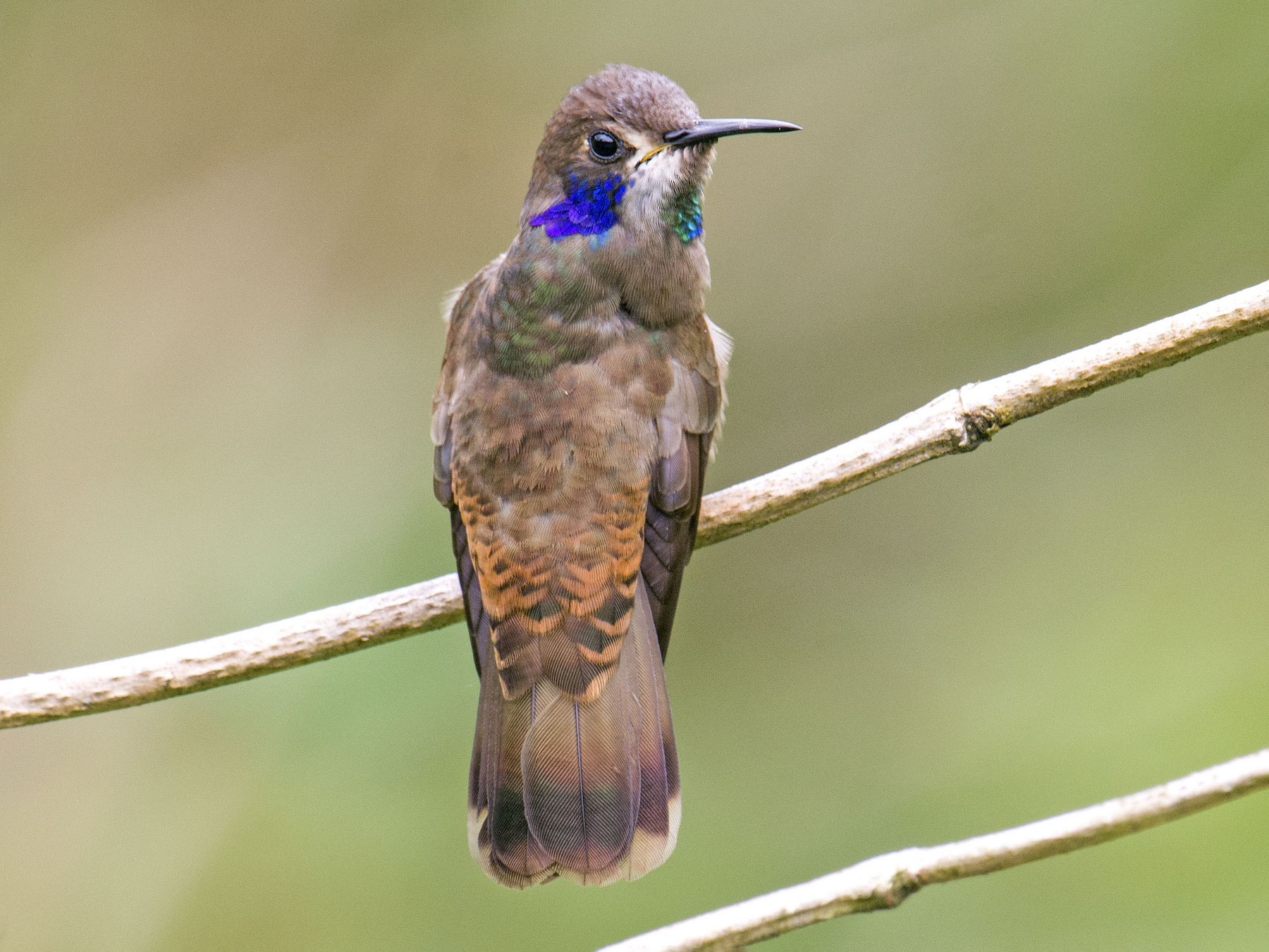 Brown Violetear - eBird