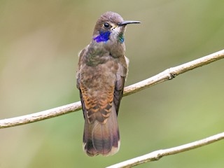 Colibrí Pardo - eBird