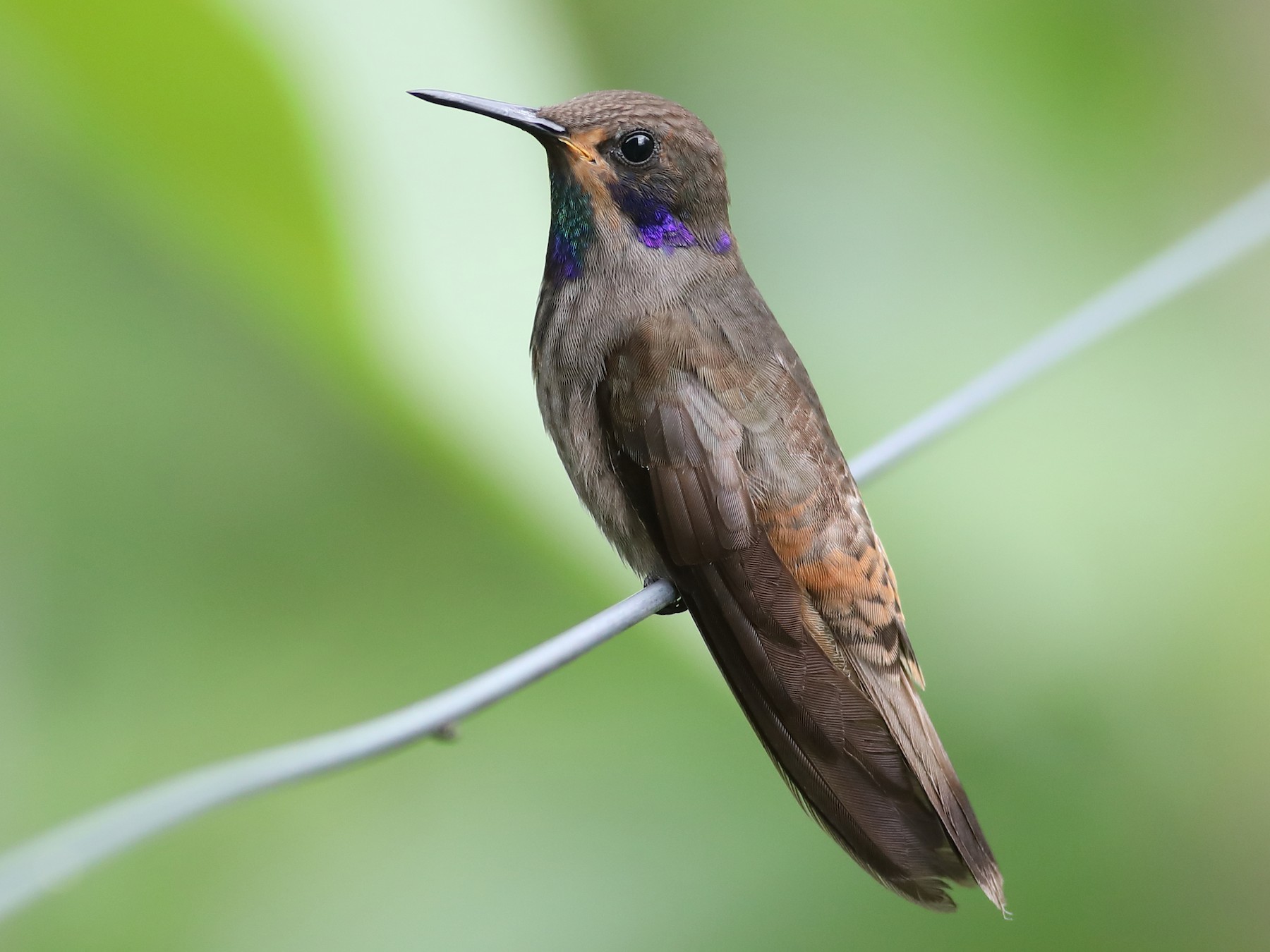 Colibrí Pardo - eBird
