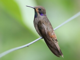 Colibrí Pardo - eBird