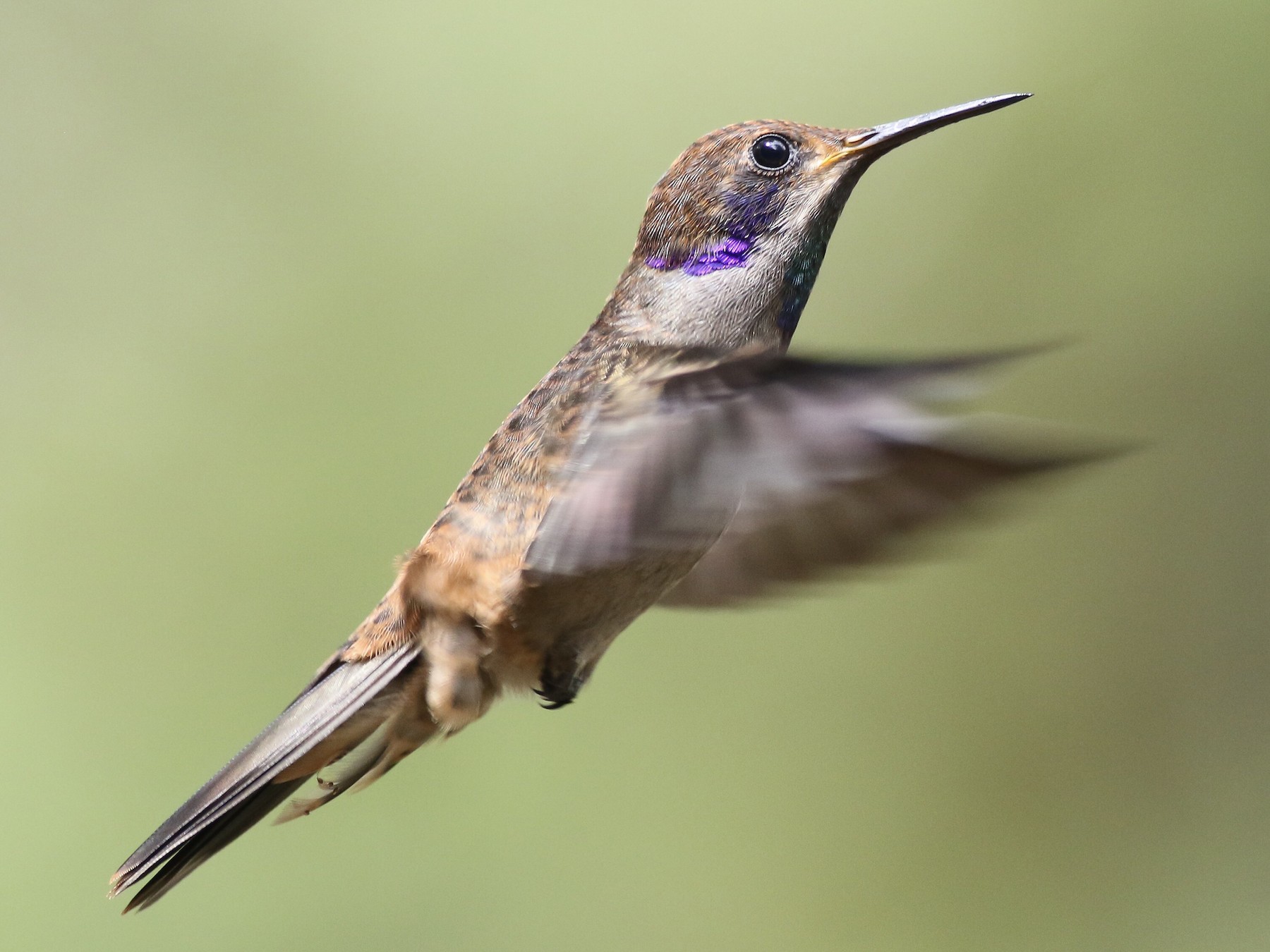 Brown Violetear - eBird