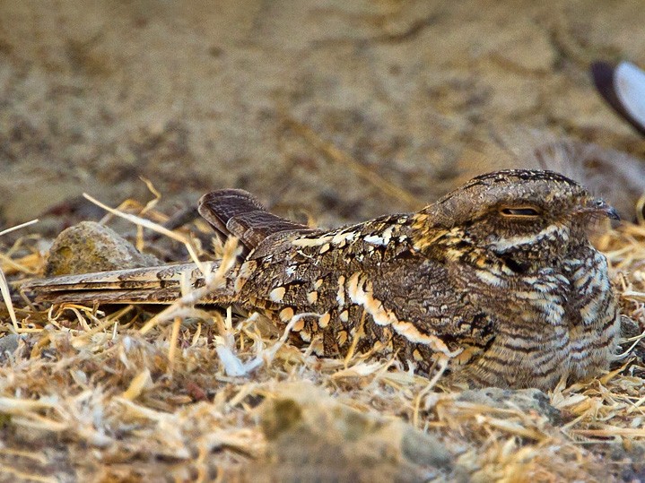 Slender-tailed Nightjar - eBird