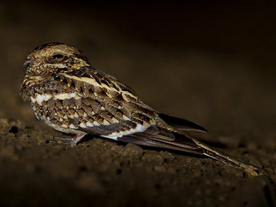 Slender-tailed Nightjar - eBird