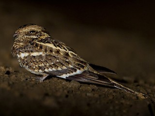 Slender-tailed Nightjar - eBird