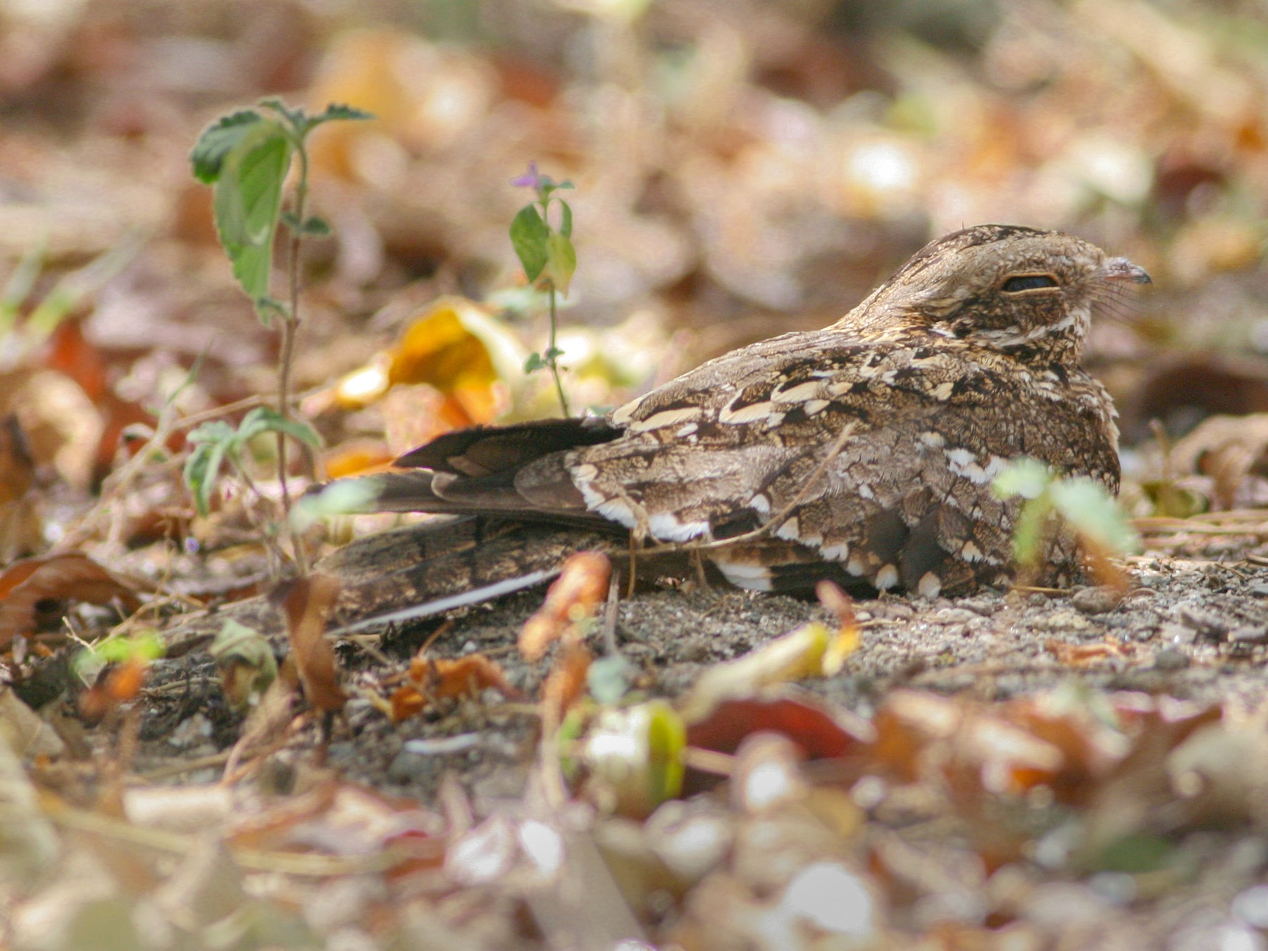Slender-tailed Nightjar - eBird