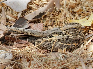 Slender-tailed Nightjar - eBird