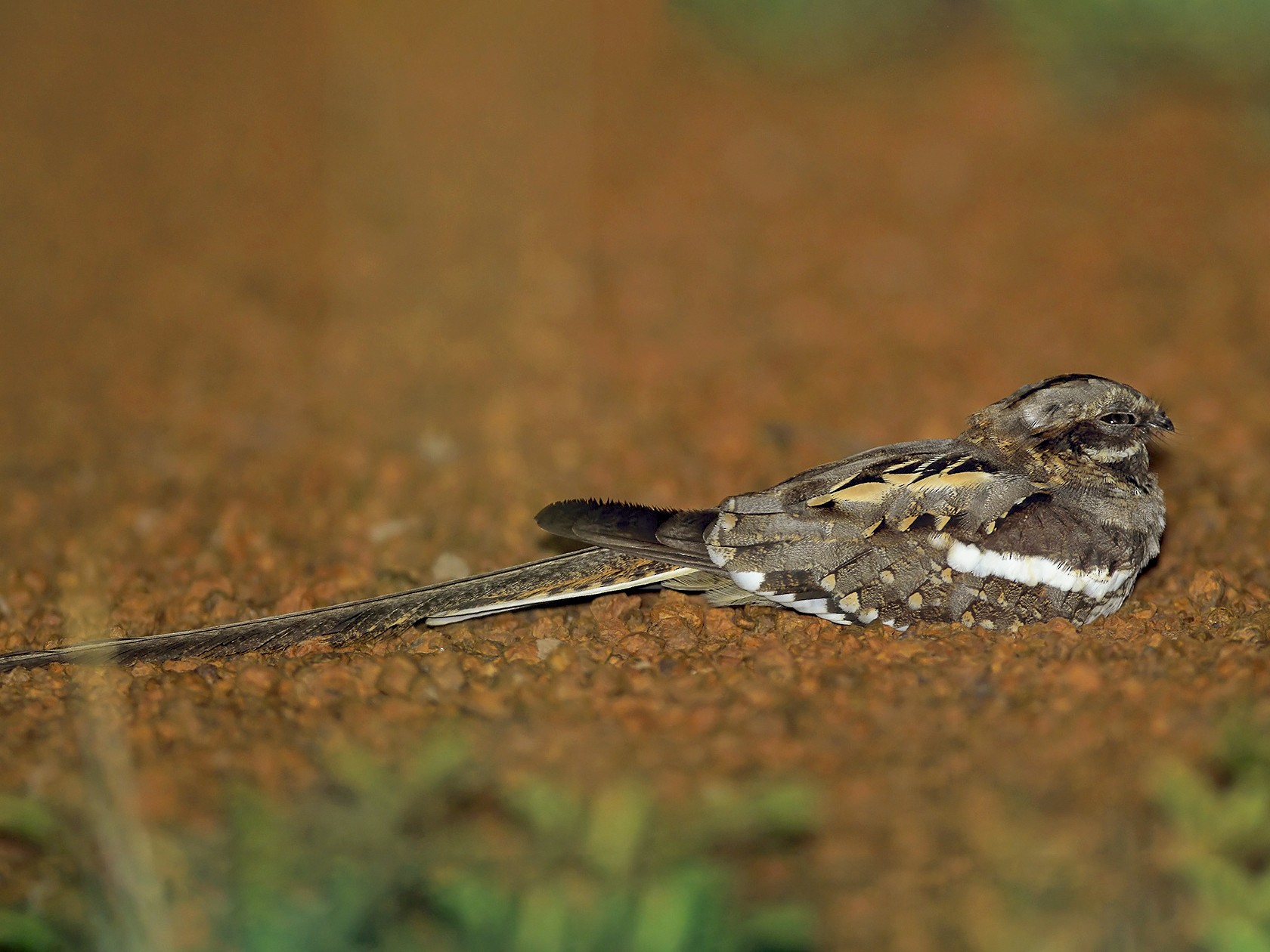 Long-tailed Nightjar - eBird