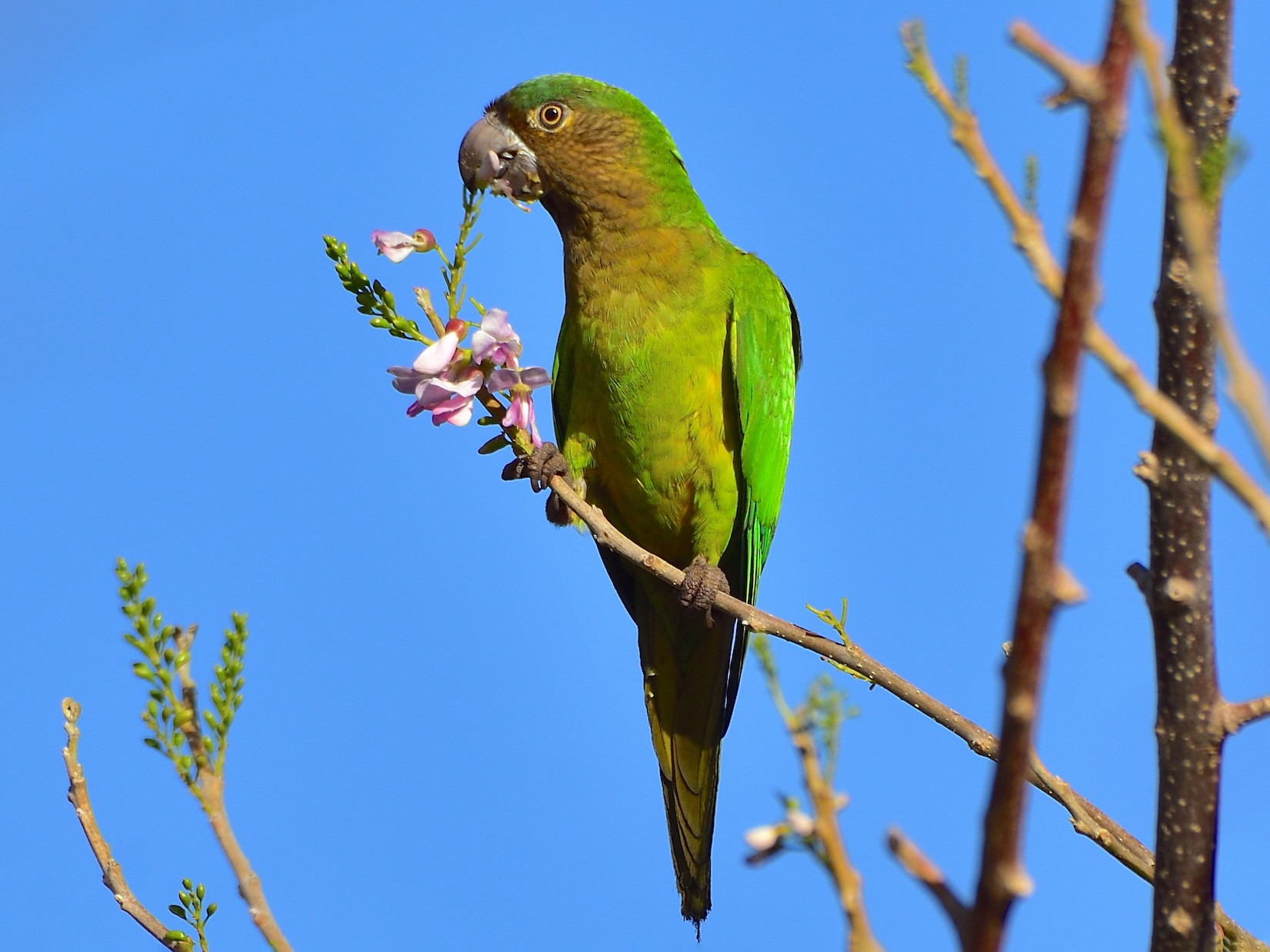 Brown-throated Parakeet - eBird