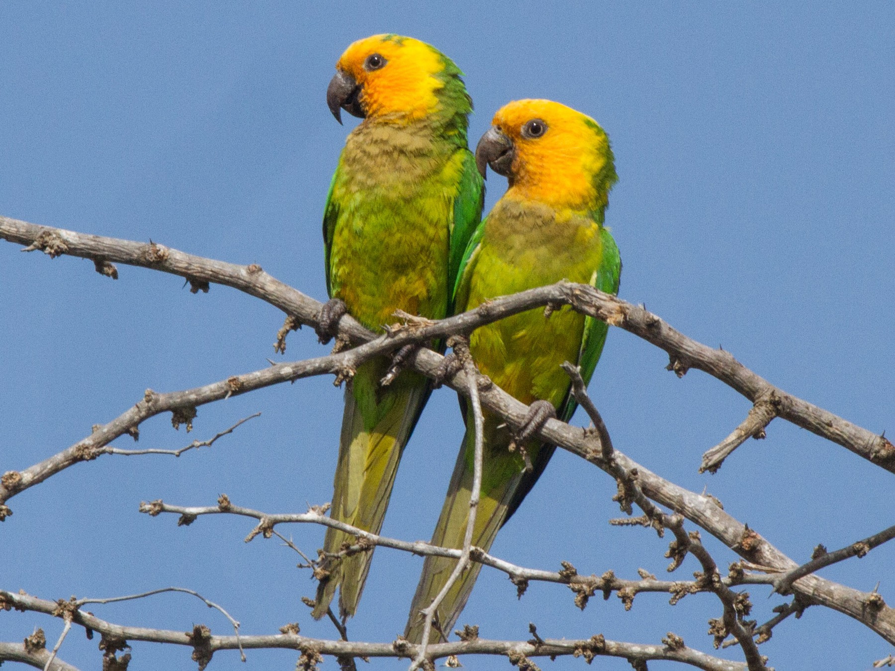 Brown-throated Parakeet - eBird