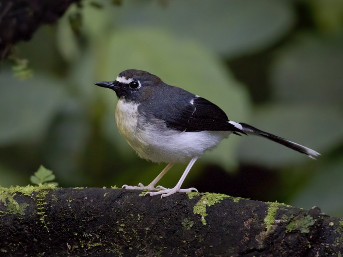 Sunda Forktail - Enicurus velatus - Birds of the World