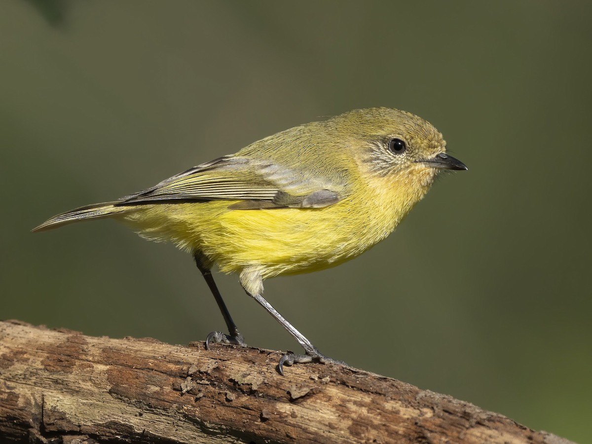 Yellow Thornbill - Acanthiza nana - Birds of the World