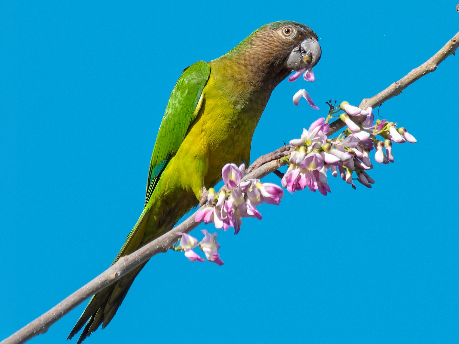 Brown-throated Parakeet - eBird
