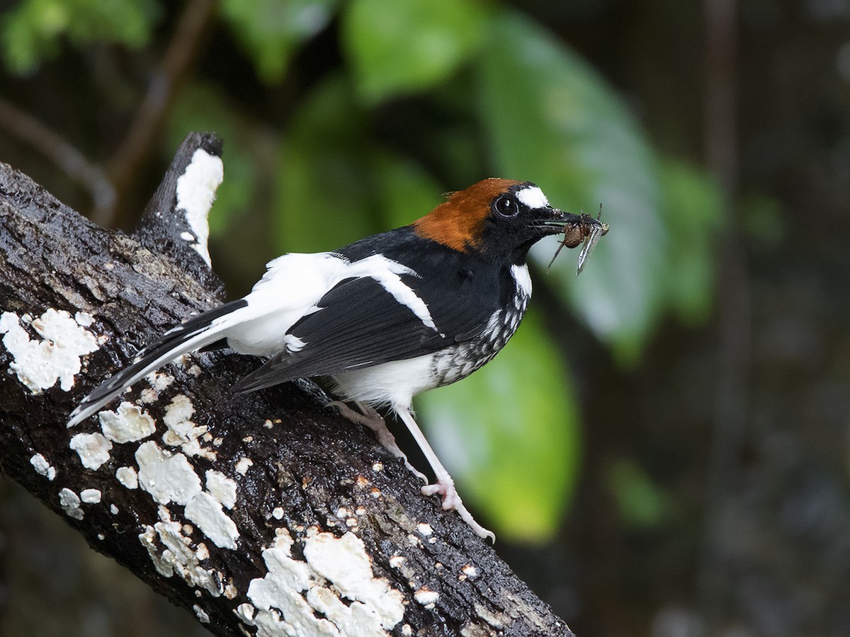 Chestnut-naped Forktail - Enicurus ruficapillus - Birds of the World