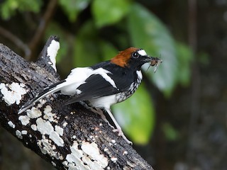 Chestnut-naped Forktail - Enicurus ruficapillus - Birds of the World