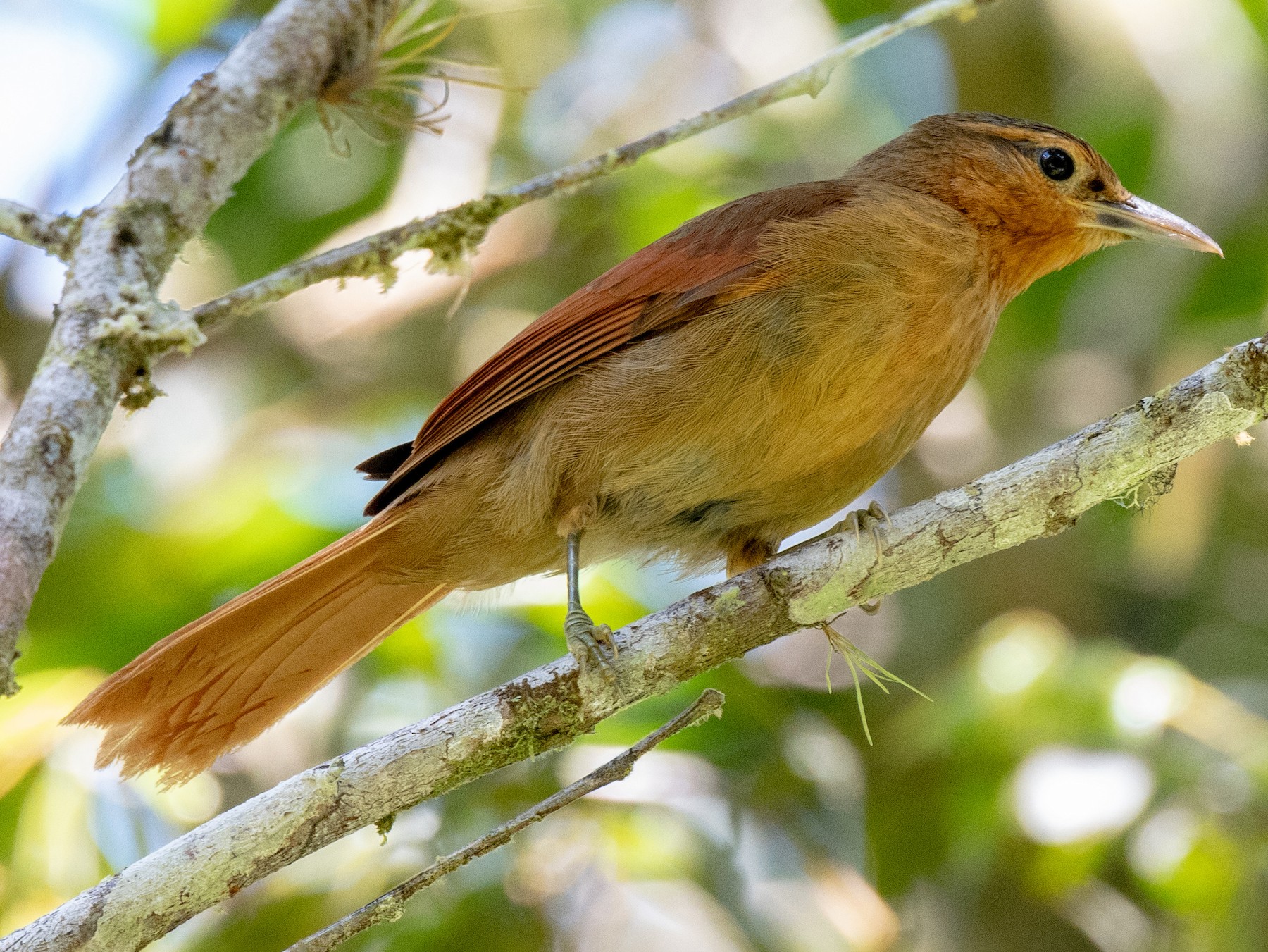 Buff-fronted Foliage-gleaner - eBird