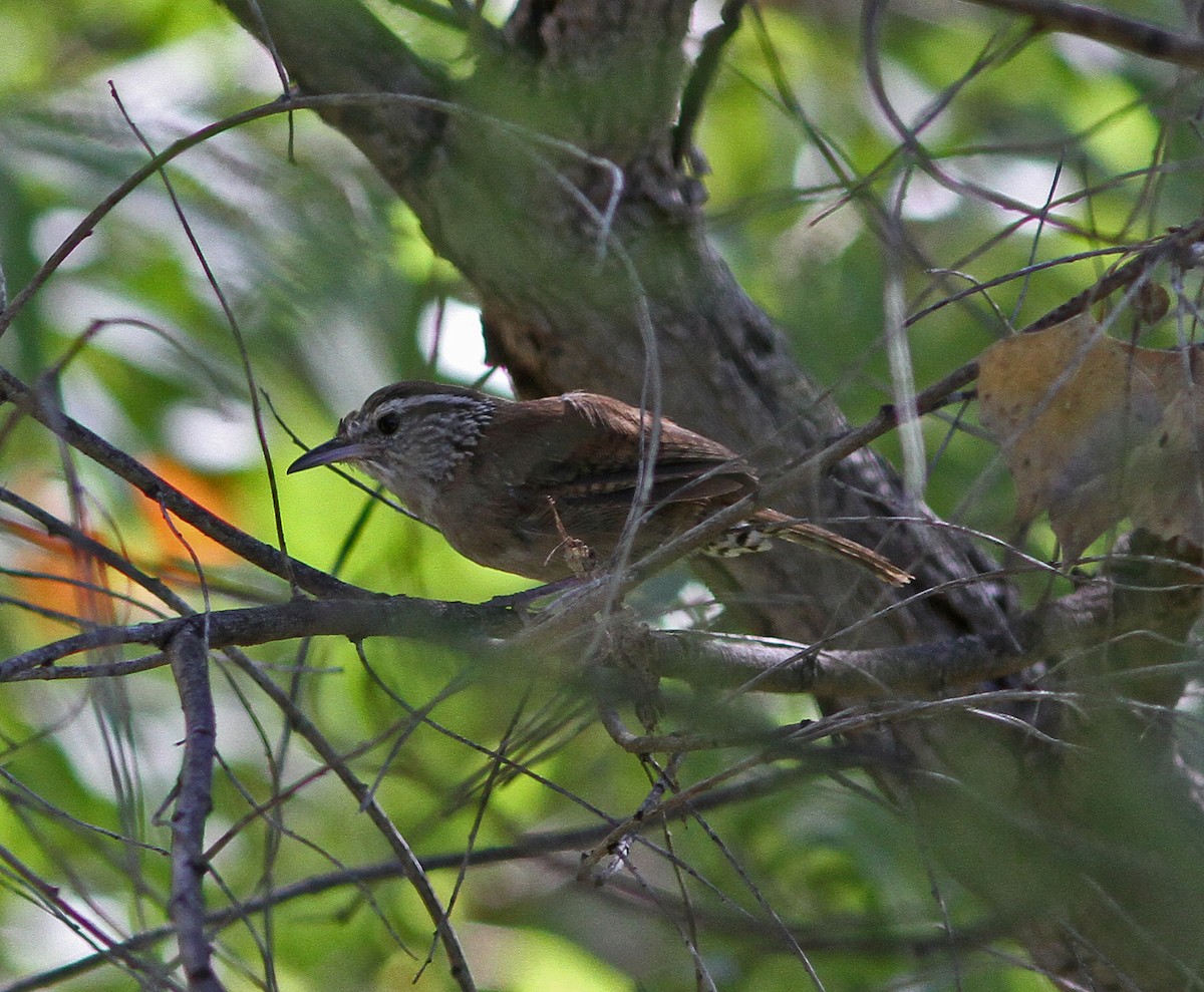 eBird Checklist - 18 Sep 2013 - De Anza Trail--Tubac kiosk area - 1 species