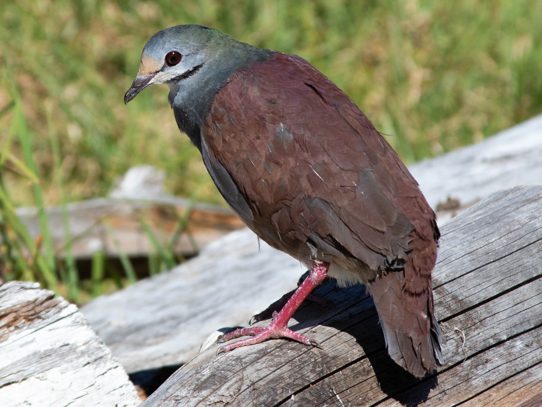Buff-fronted Quail-Dove - eBird
