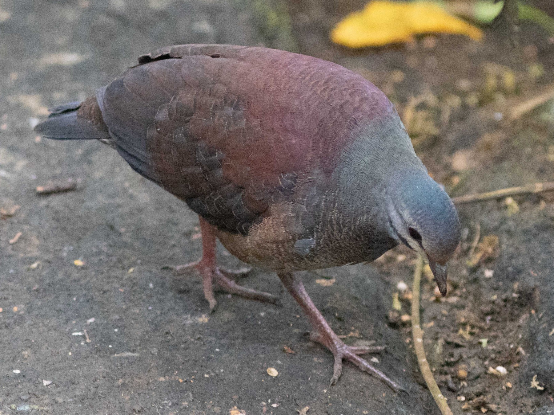 Buff-fronted Quail-Dove - eBird