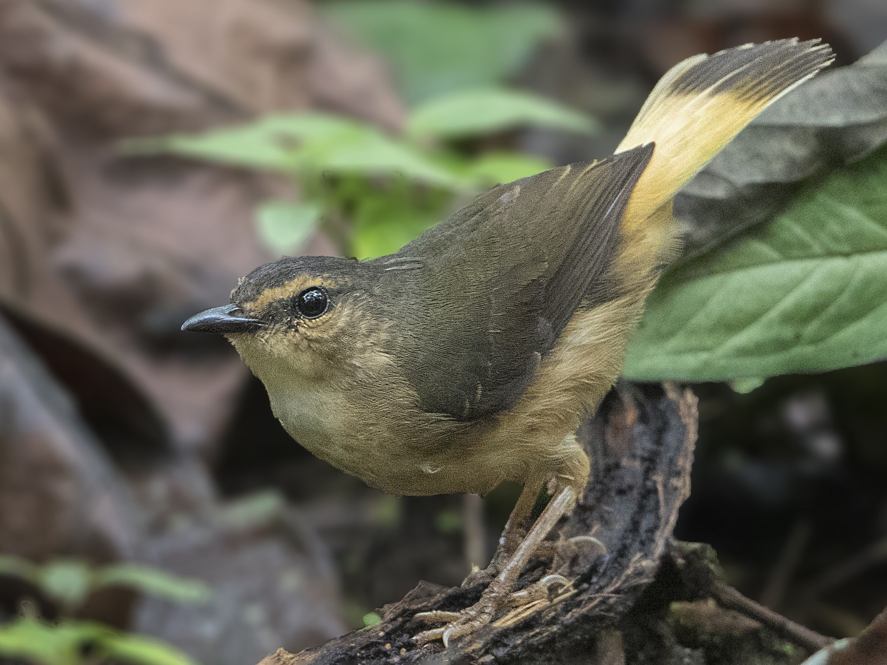 Buff-rumped Warbler - eBird