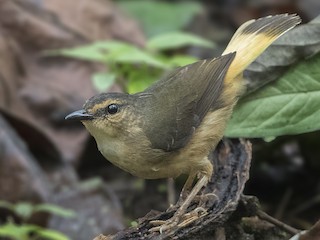 Buff-rumped Warbler - eBird