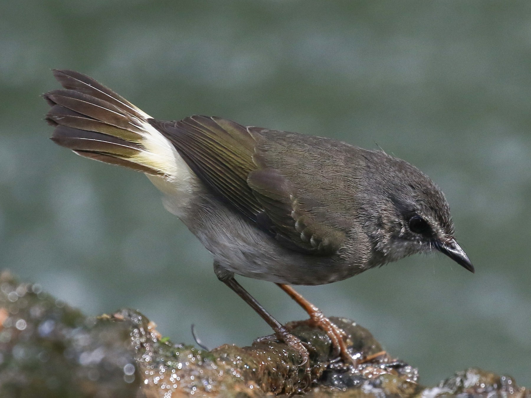 Buff-rumped Warbler - eBird