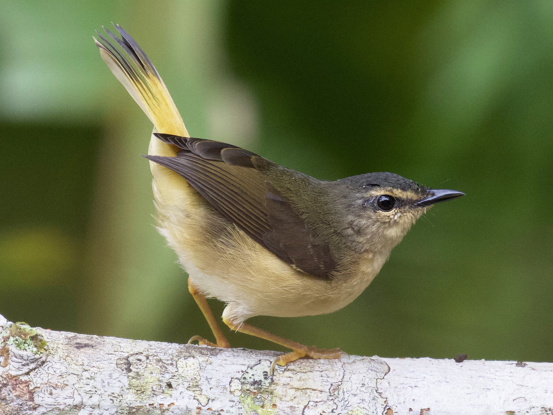 Buff-rumped Warbler - eBird