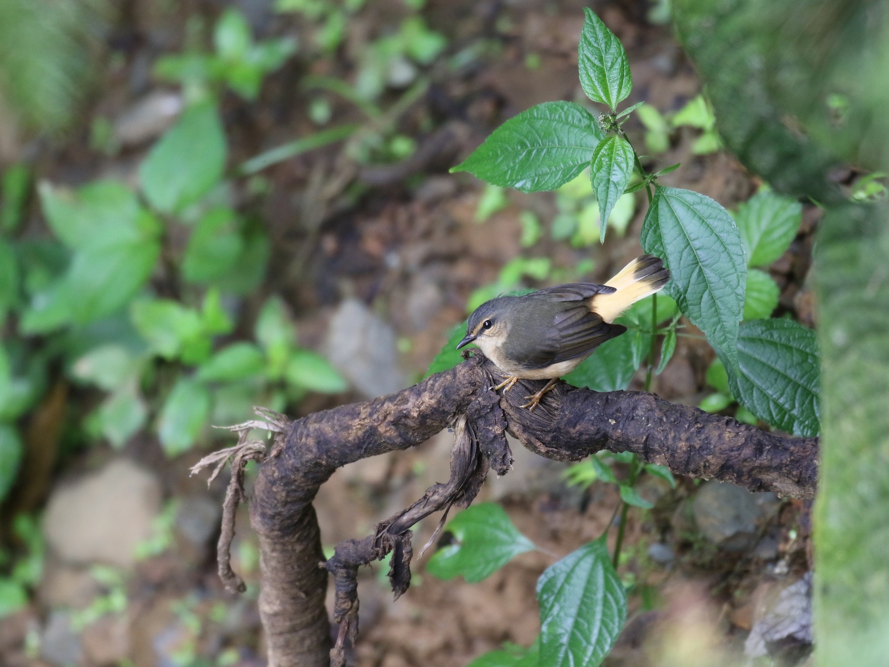Buff-rumped Warbler - eBird
