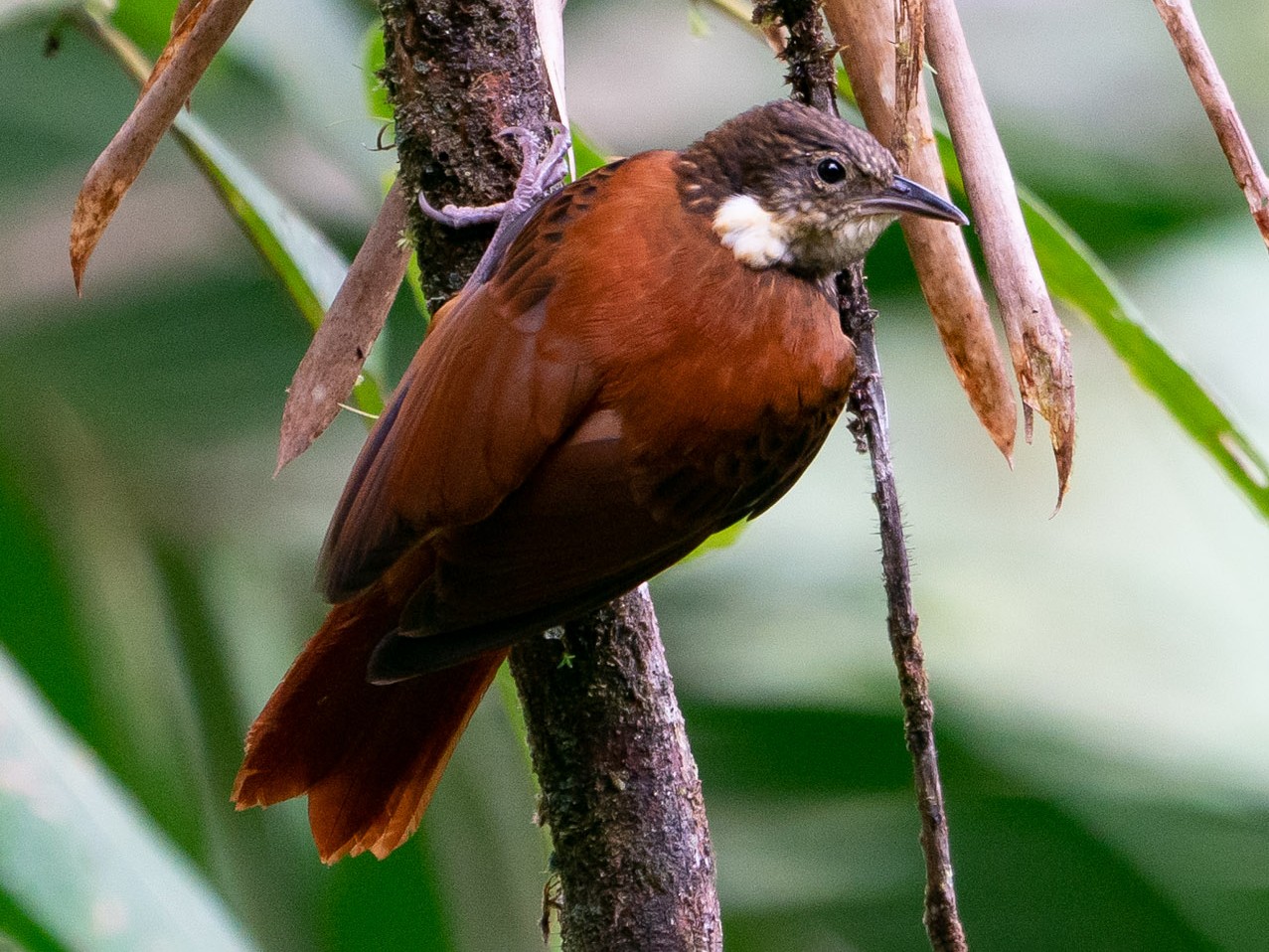 Buffy Tuftedcheek (Pacific) - eBird