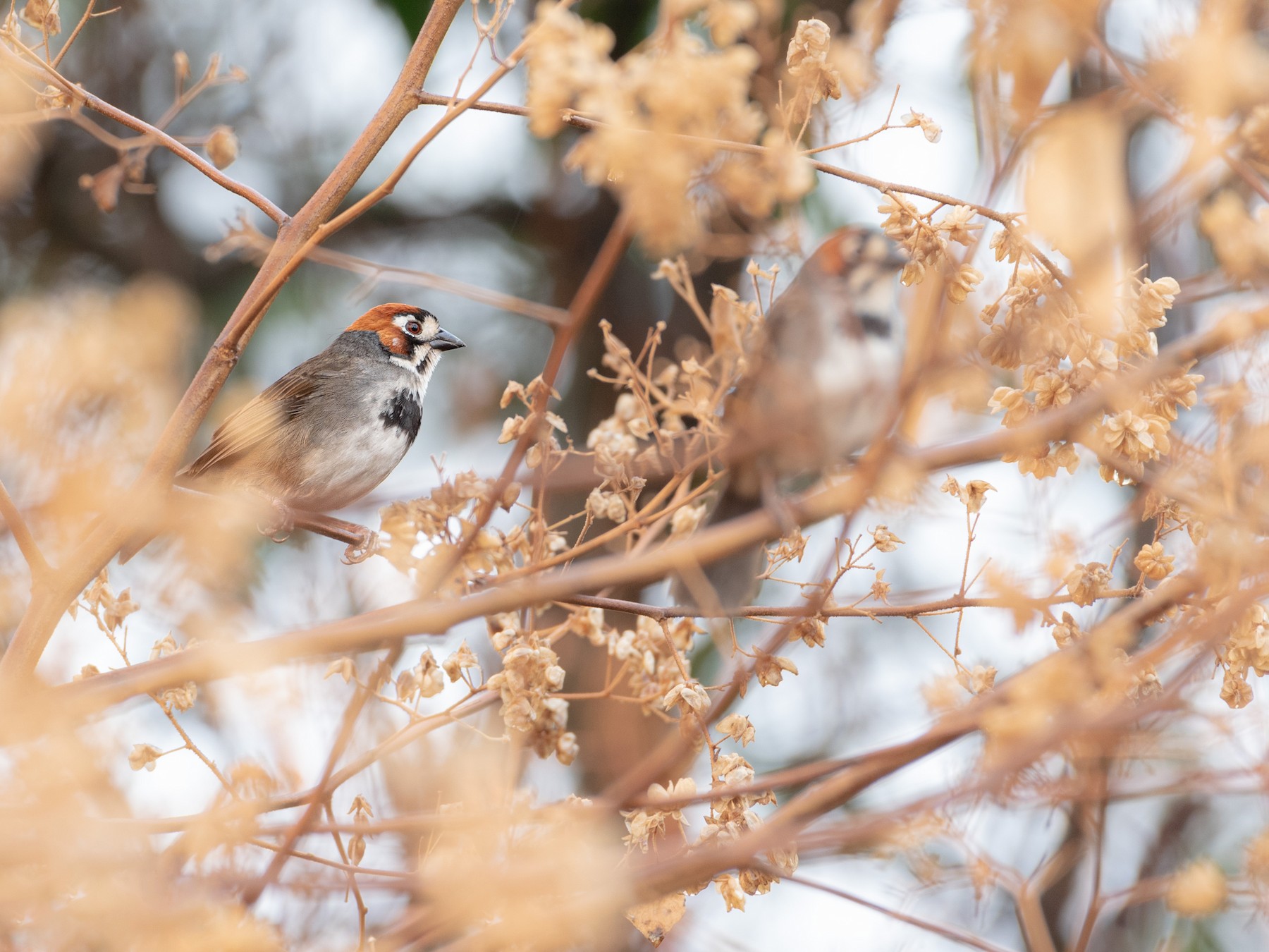 Toquí Costarricense - eBird