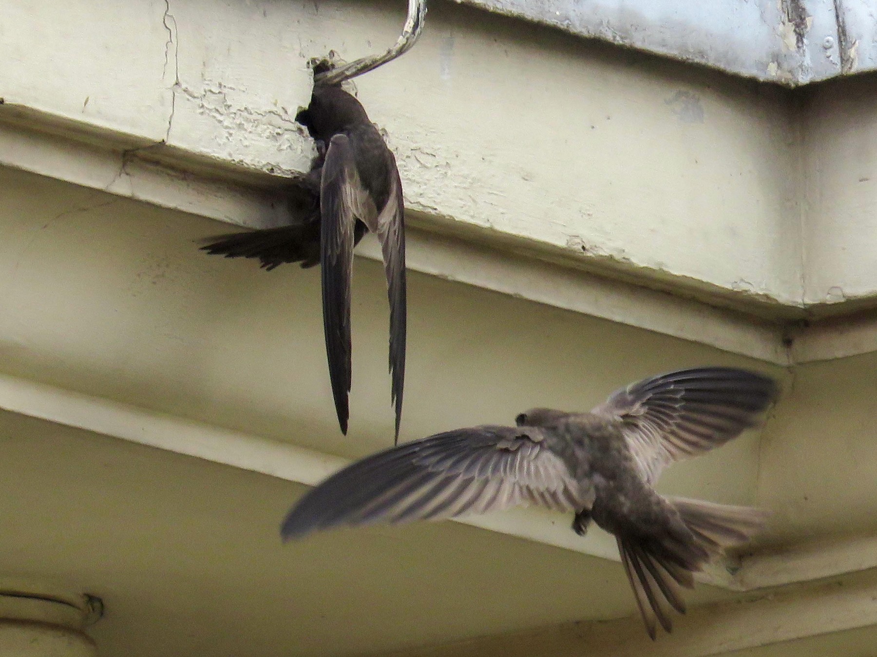 Nyanza Swift - eBird