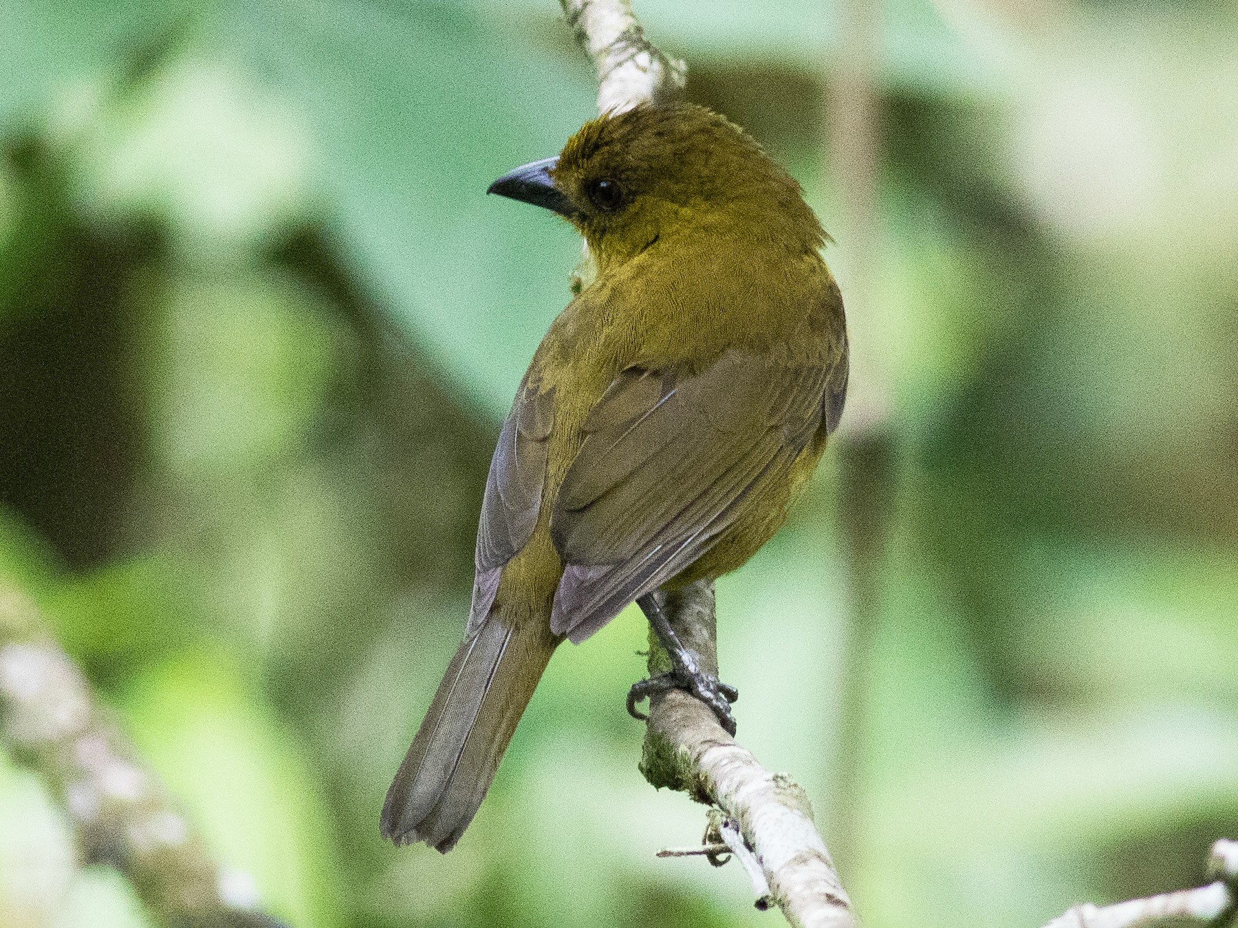 Carmiol's Tanager - eBird